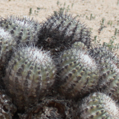 Cactus copiapoa calderana -Flores del Desierto de la comuna de Caldera