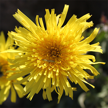 Hierba de chancho -Flores del Desierto de la comuna de Caldera