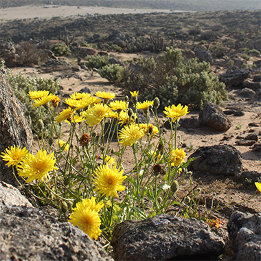 ぶたのハーブ(Hierba del chancho)-Flowers of the Atacama Desert-