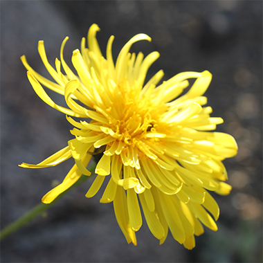 Hierba de chancho -Flores del Desierto de la comuna de Caldera