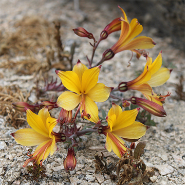 Lirio de los incas -Flores del Desierto de la comuna de Caldera