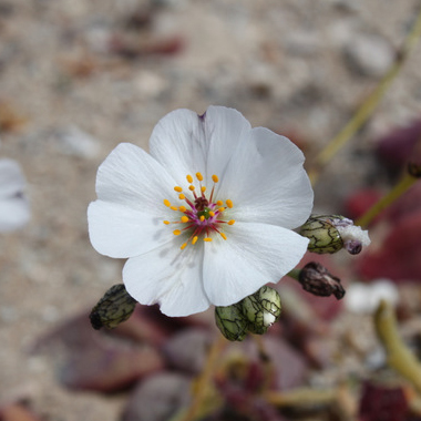 Pata de guanaco amarilla -Flores del Desierto de la comuna de Caldera