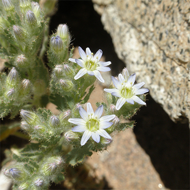 Piojillo -Flores del Desierto de la comuna de Caldera