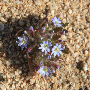 Piojillo -Flores del Desierto de la comuna de Caldera