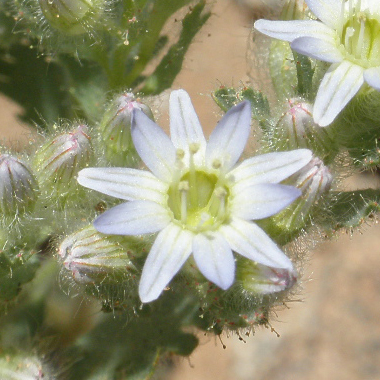 Piojillo -Flores del Desierto de la comuna de Caldera