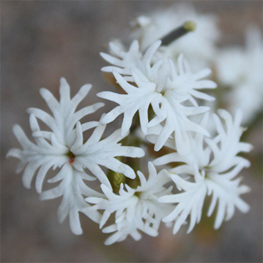 Rabanillo loco -Flores del Desierto de la comuna de Caldera