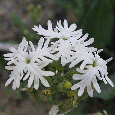 Rabanillo loco -Flores del Desierto de la comuna de Caldera